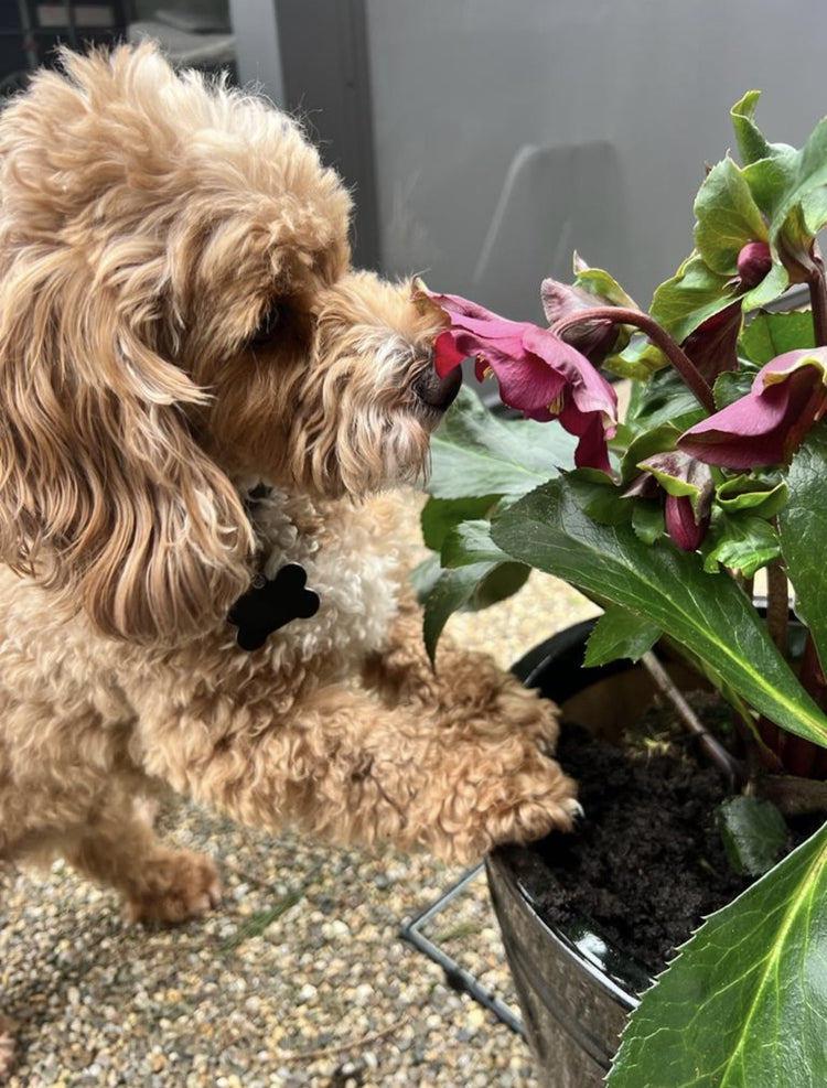 Pawsitively Safe Plants: Navigating the Jungle of Pet-Friendly Foliage ...
